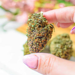 Legendary Kush Indica CBD Flower – Shop with Emily Kyle